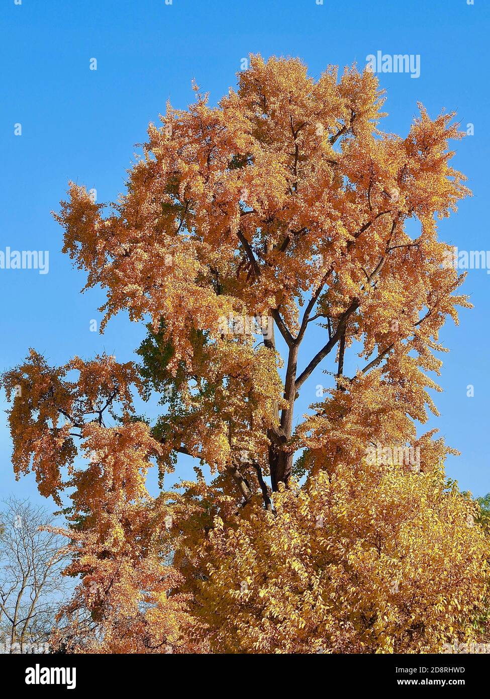 Colors of autumn fall - Huge Ginkgo tree with yellow leafs in front of ...