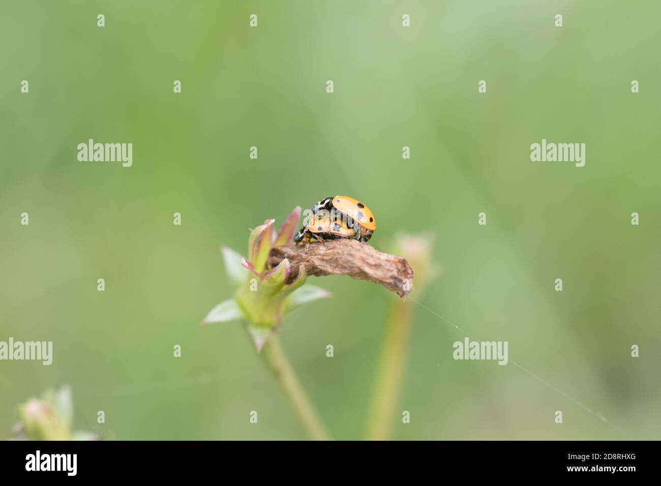 Lady bugs hi-res stock photography and images - Alamy