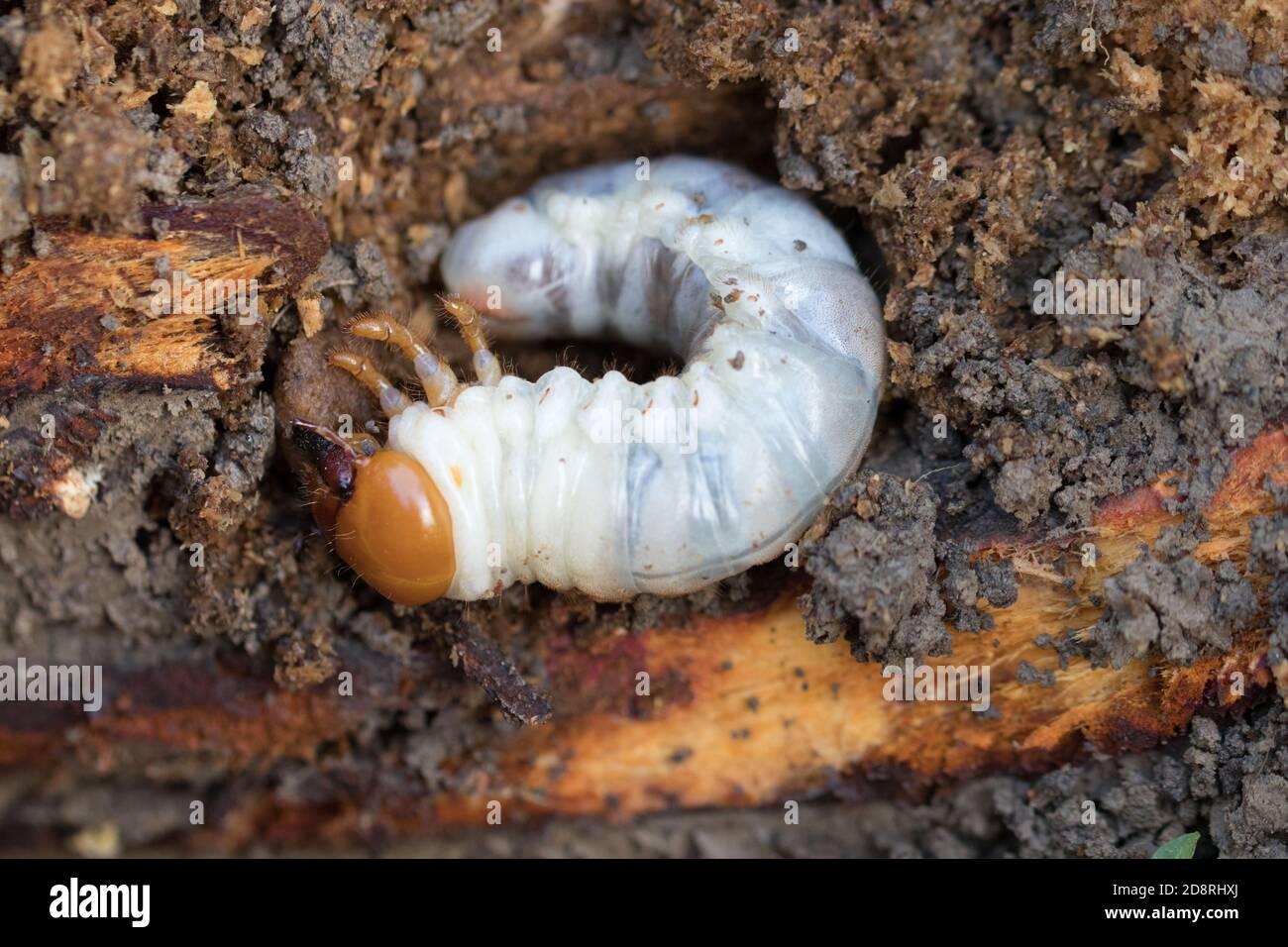 cockchafer larva in earth Stock Photo - Alamy