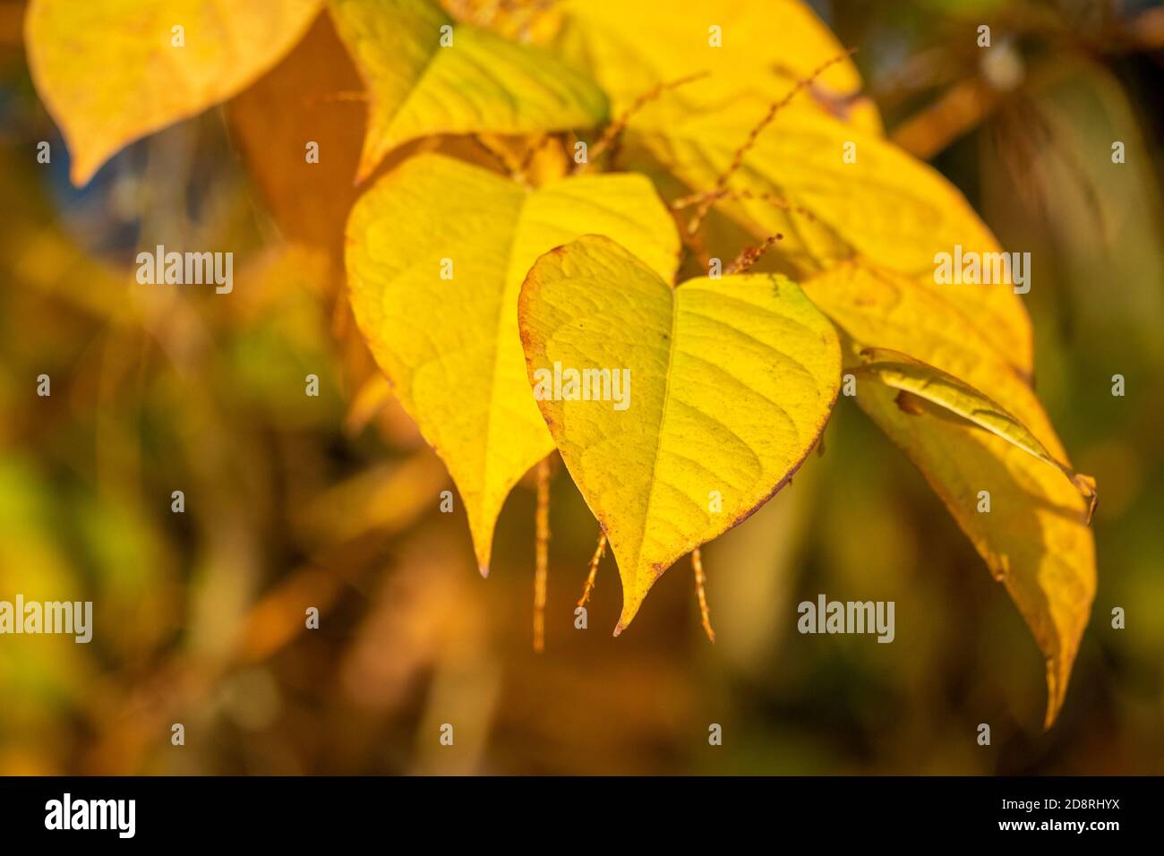 Wonderful colours on plants and leaves in autumn in Austria Stock Photo ...