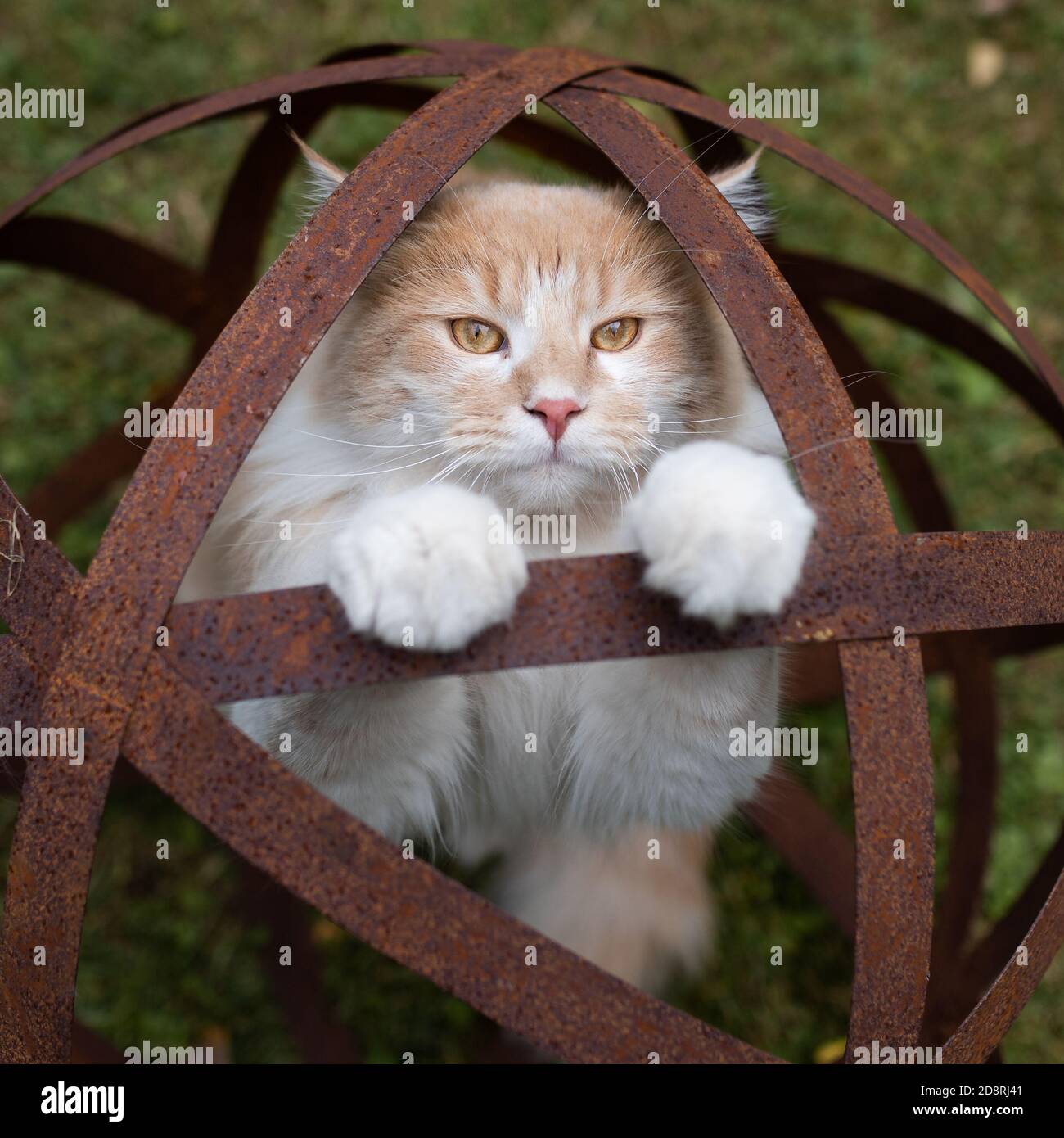 young cream tabby white ginger maine coon cat trapped in a rusty metal ...