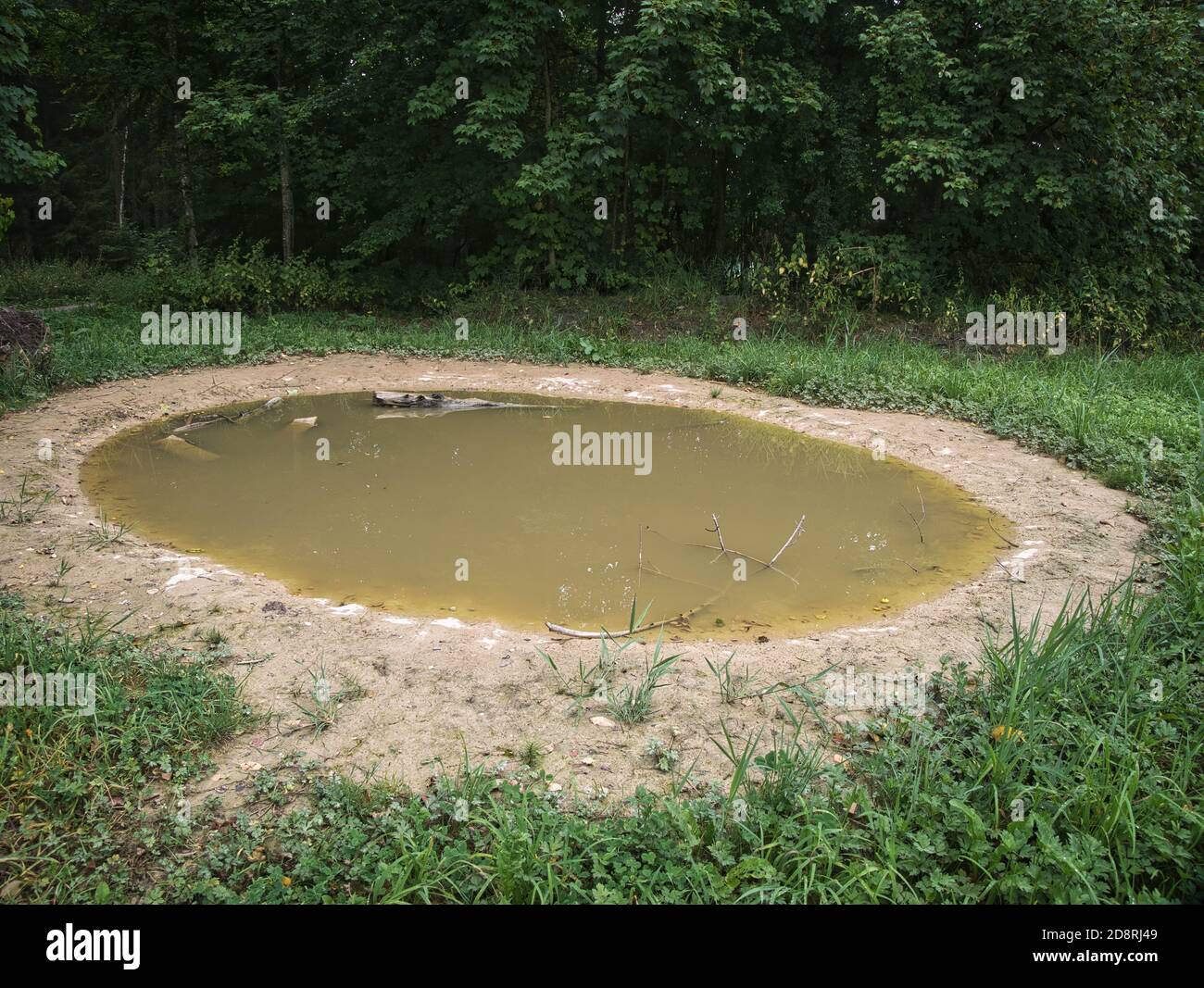 Oval, idyllic, green yellowish natural pond on the edge of the forest ...