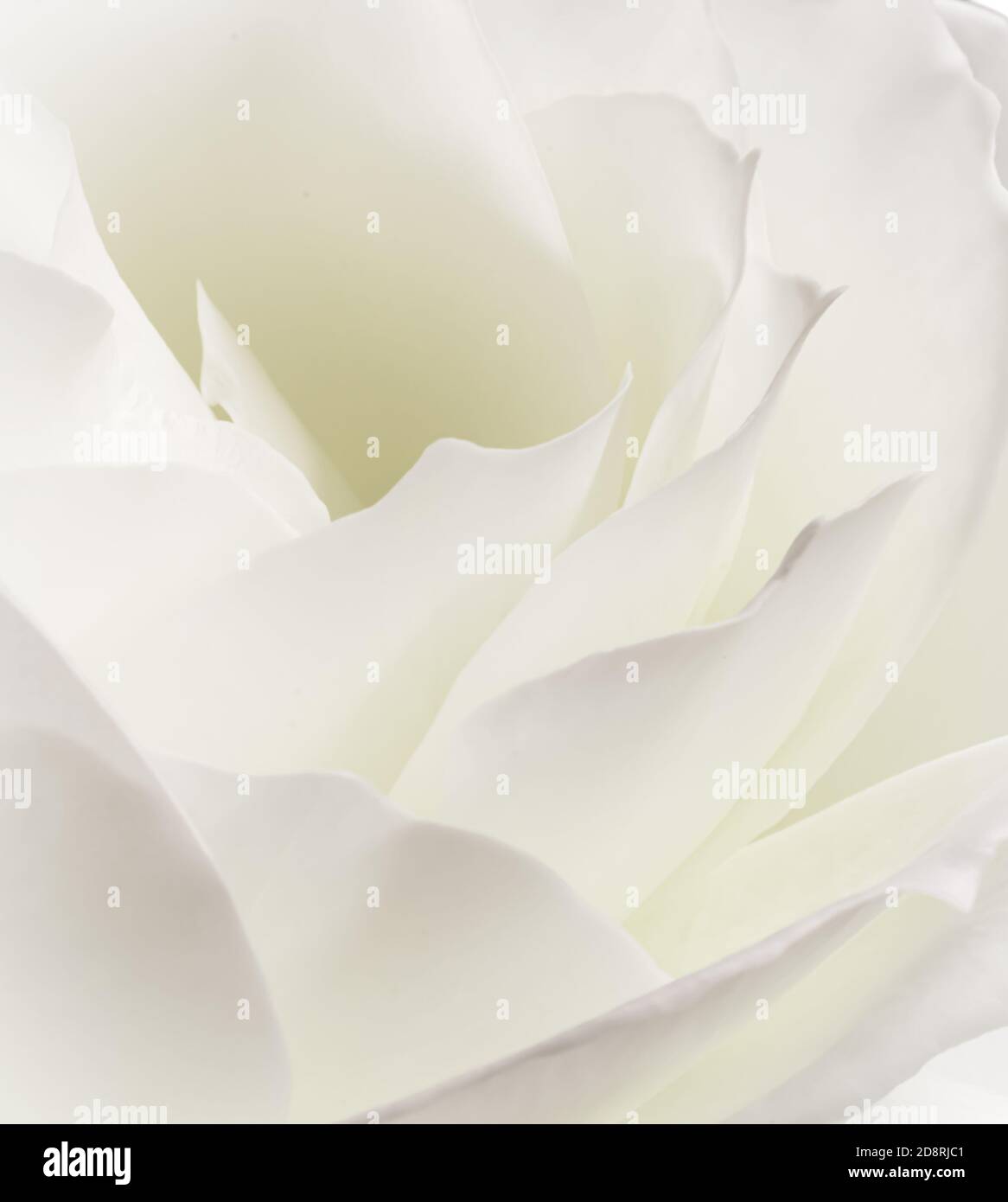 Abstract floral background, white rose flower petals. Macro flowers ...