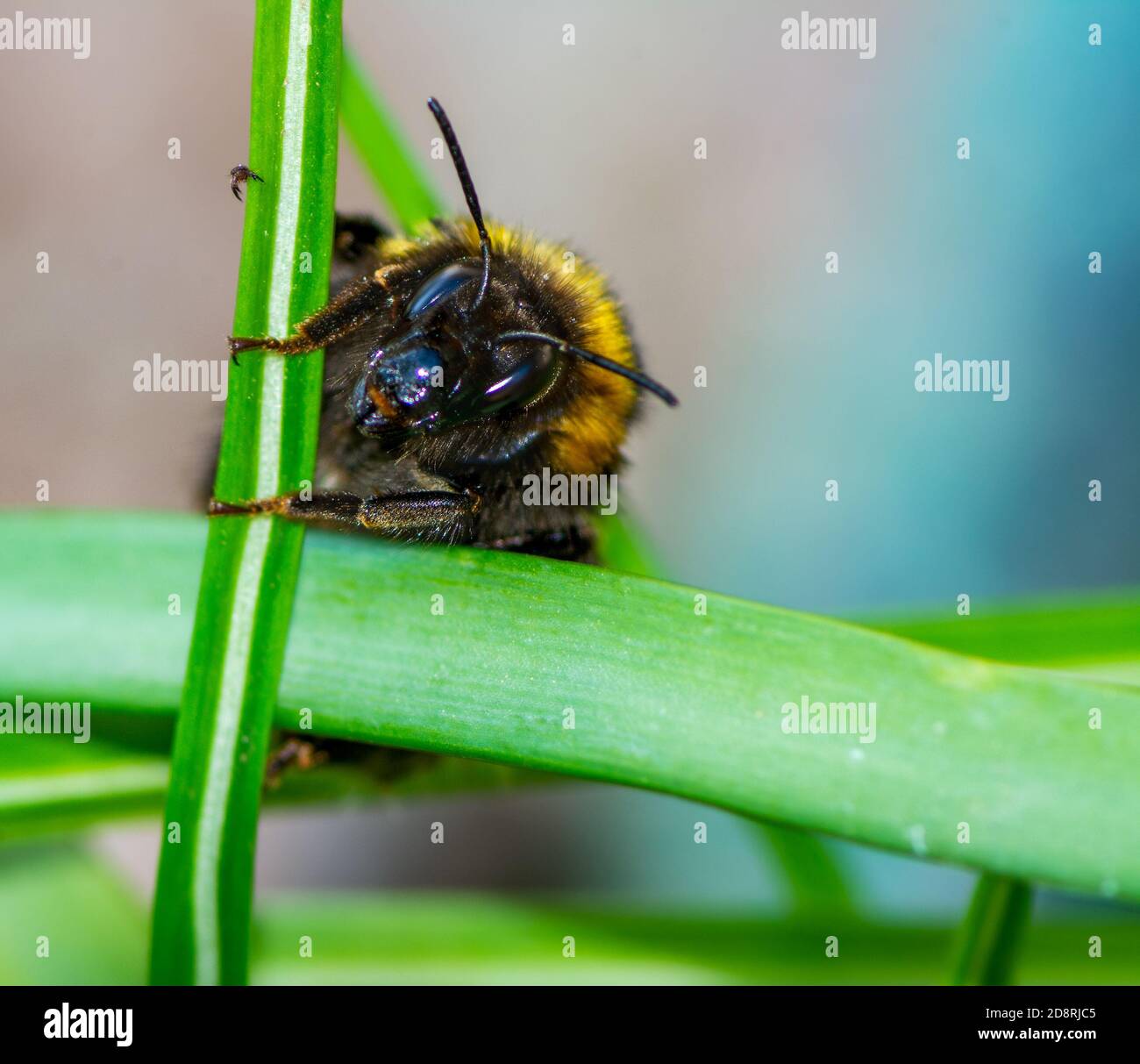 Bombus Magnus Northern White Tailed Bumblebee High Resolution Stock ...
