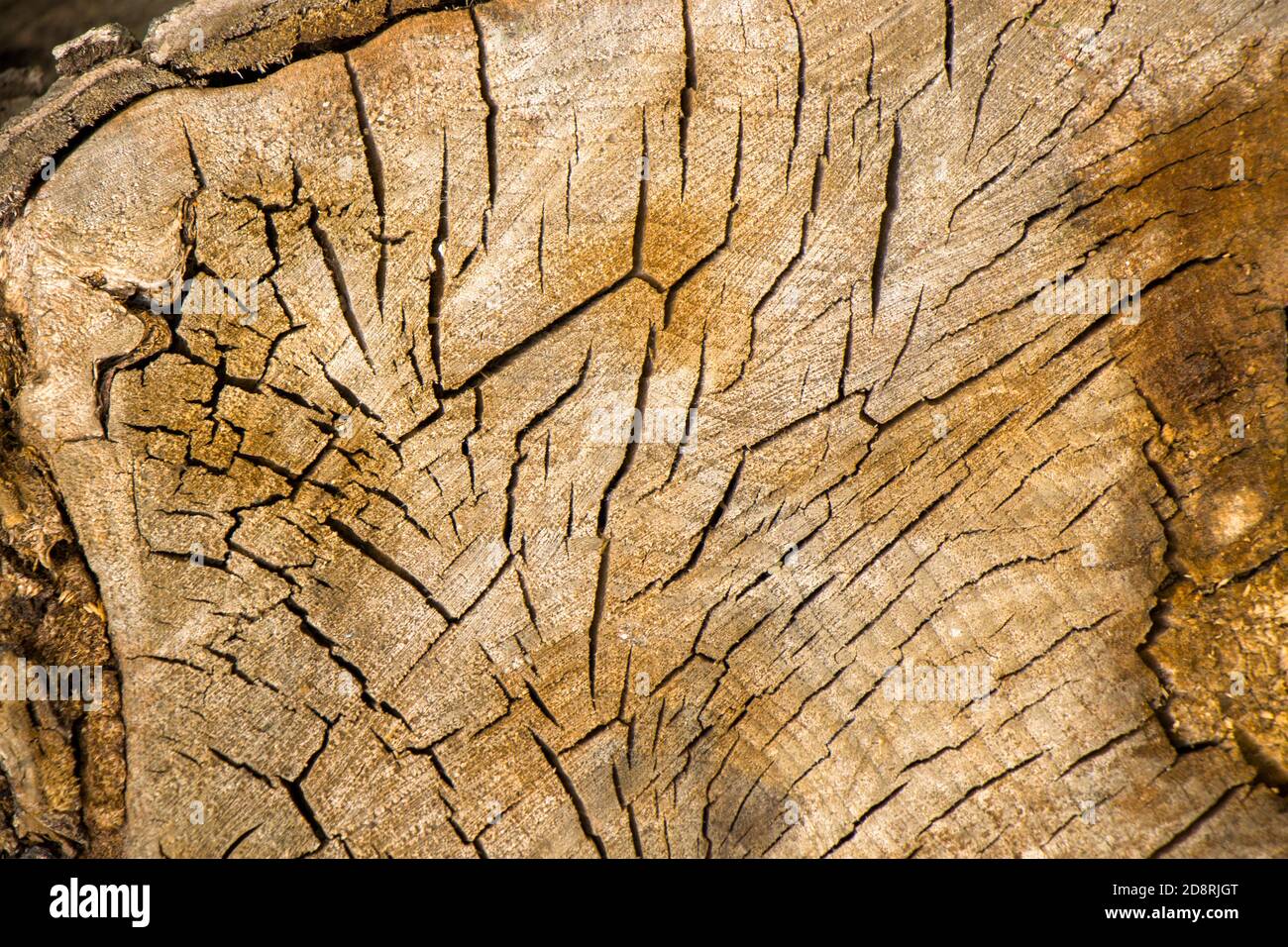 Wooden background, Cut tree pattern. Texture of cut and dry tree. Tree ...