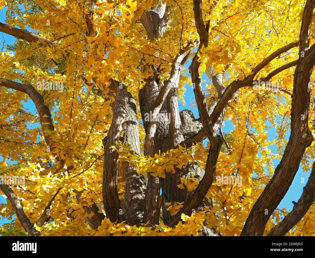 Colors of autumn fall - Huge Ginkgo tree with yellow leafs in front of ...
