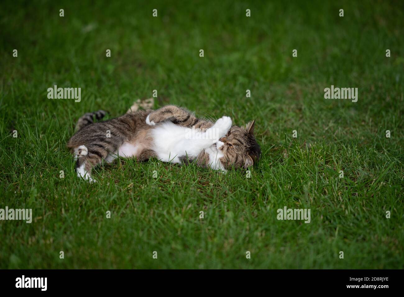 playful tabby white british shorthair cat lying on side on grass ...