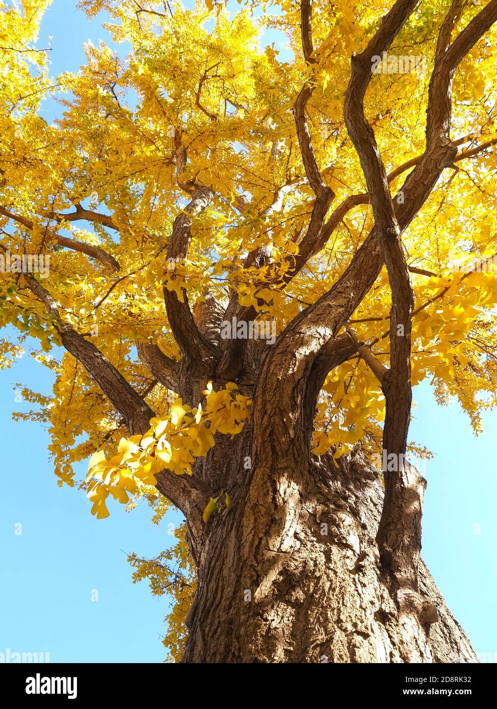 Colors of autumn fall - Huge Ginkgo tree with yellow leafs in front of ...