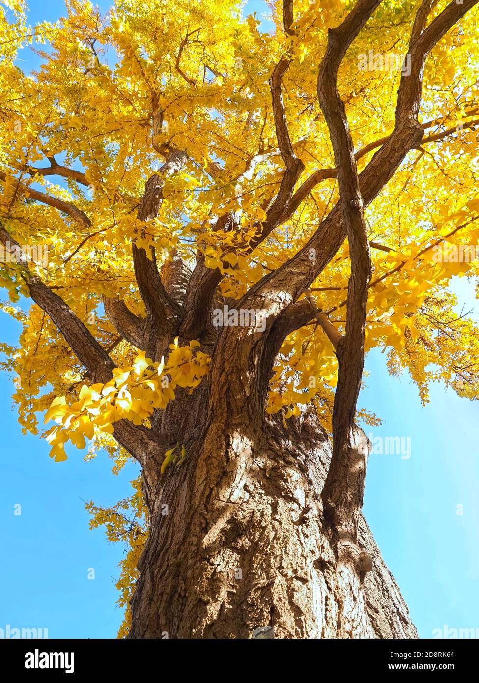 Colors of autumn fall - Huge Ginkgo tree with yellow leafs in front of ...