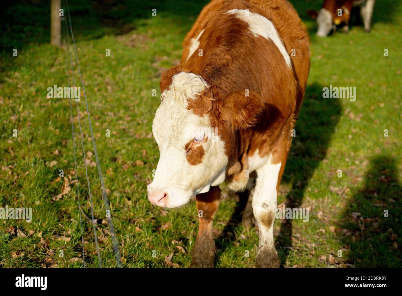High angle shot of a cow on the lawn in the farm under the daylight ...