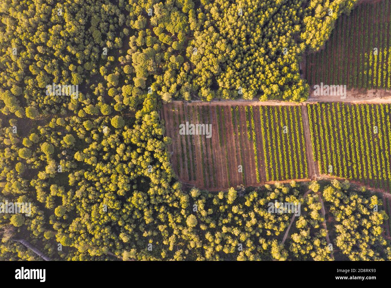 Shot of forest and agricultural land Stock Photo - Alamy