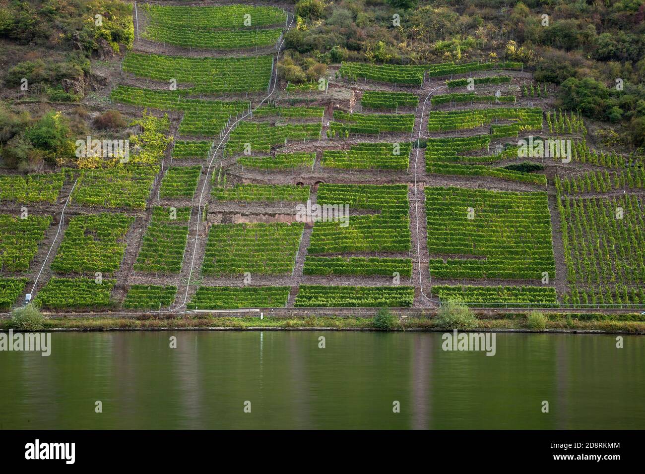 Wine growing region,Moselle river,Rhineland-Palatinate,Germany,Europe ...