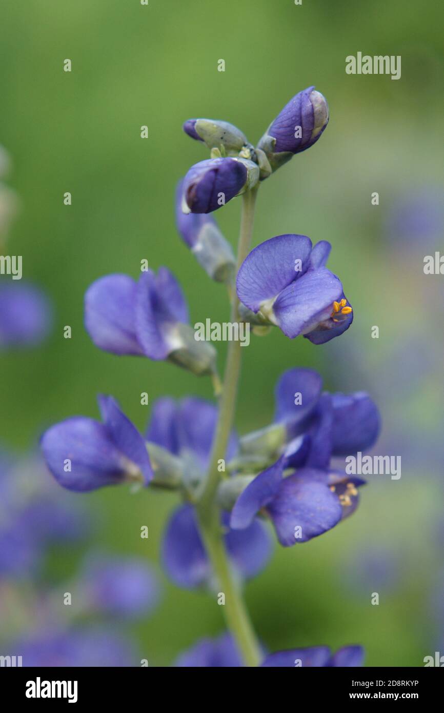 Baptisia australis hi-res stock photography and images - Alamy