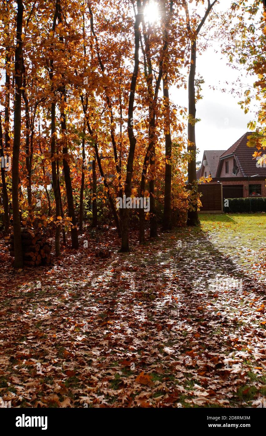 A broad path in the woods leading to the garage of the house.The oak ...