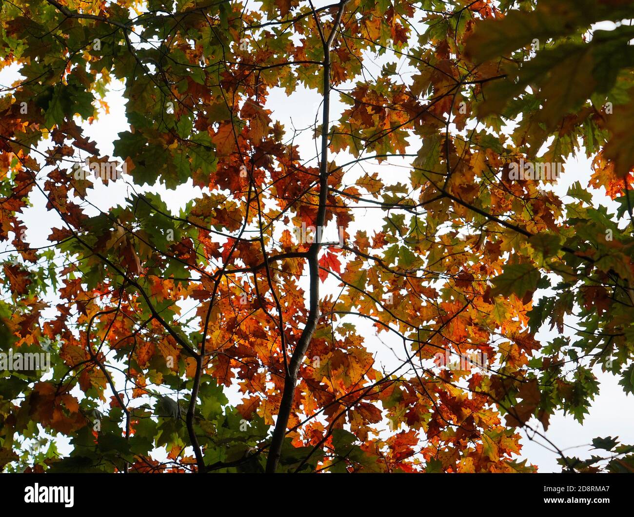 The top of a few deciduous American oaks. The sky is visible through ...