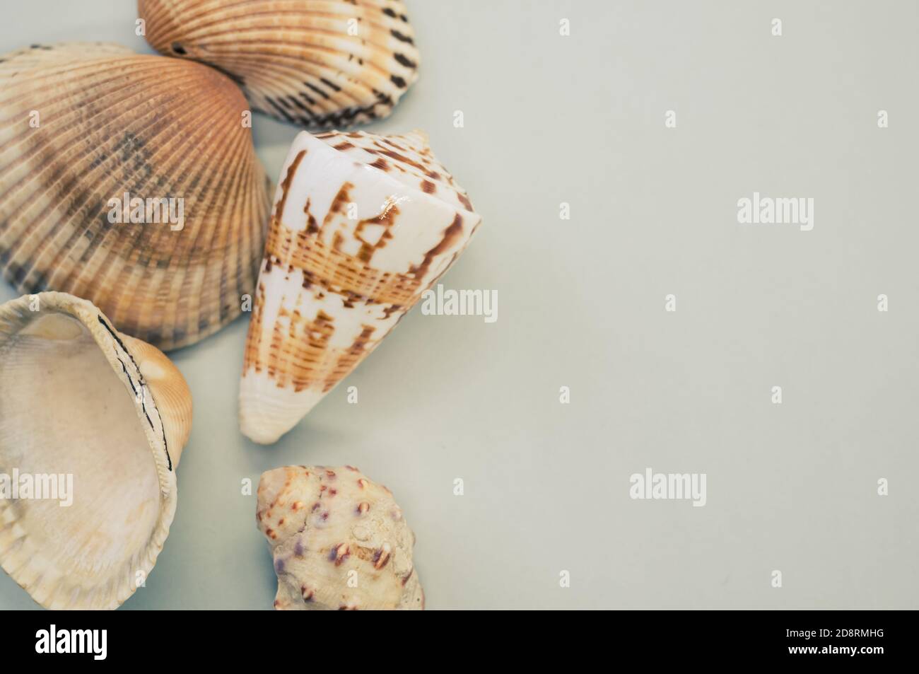 High angle shot of seashells on a grey surface Stock Photo - Alamy