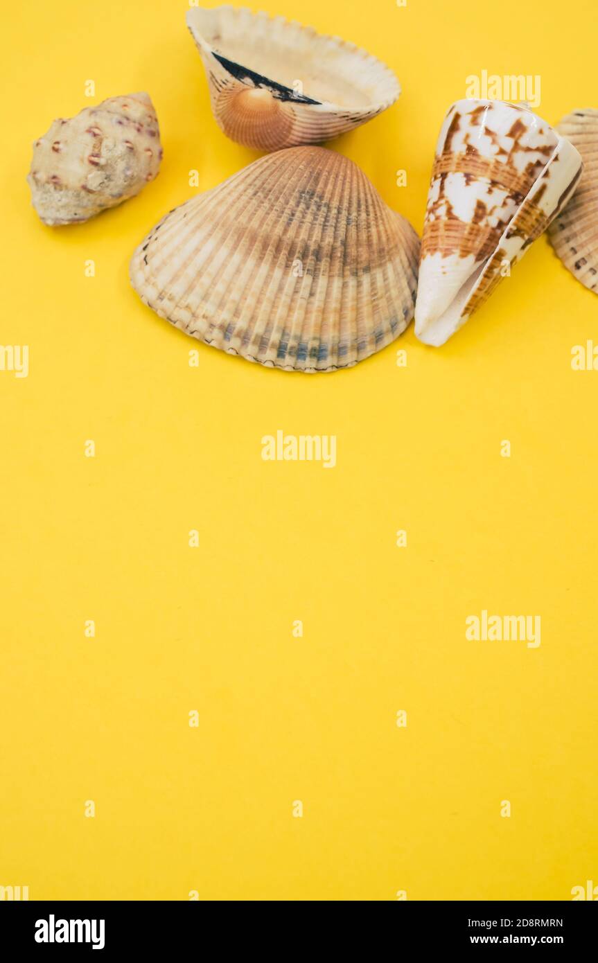 Vertical shot of seashells on a yellow surface Stock Photo - Alamy