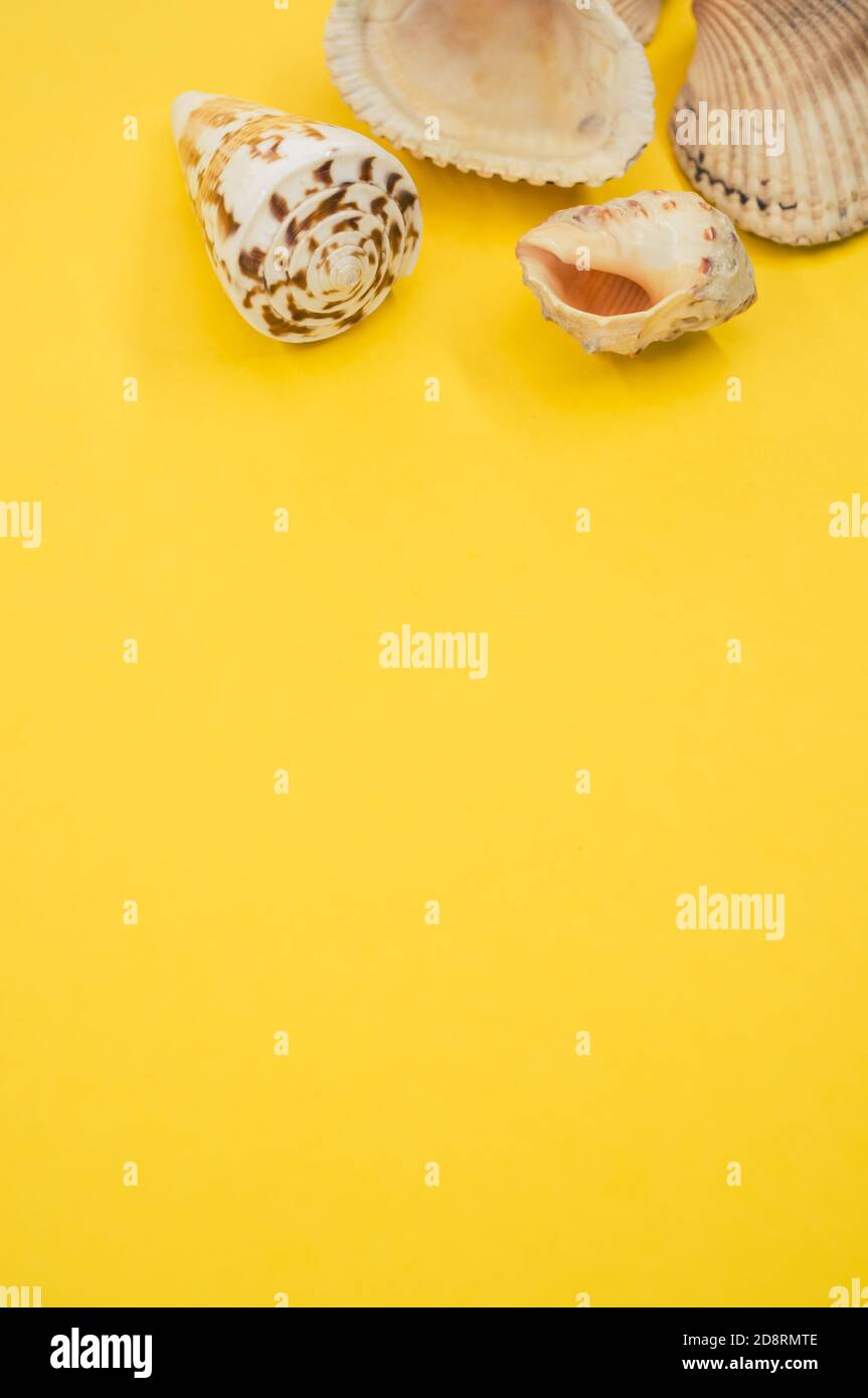 Vertical shot of seashells on a yellow surface Stock Photo - Alamy