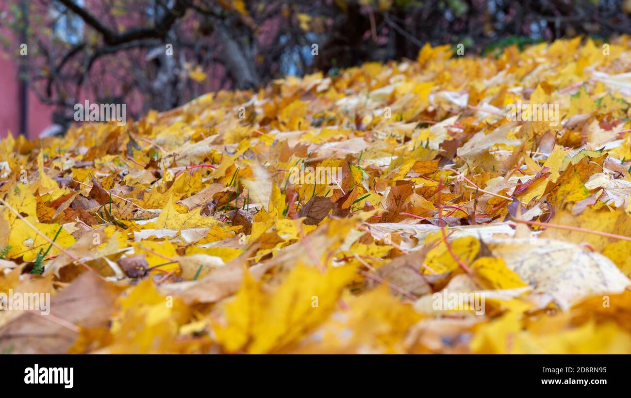 Golden leaf trees blowing in hi-res stock photography and images - Alamy