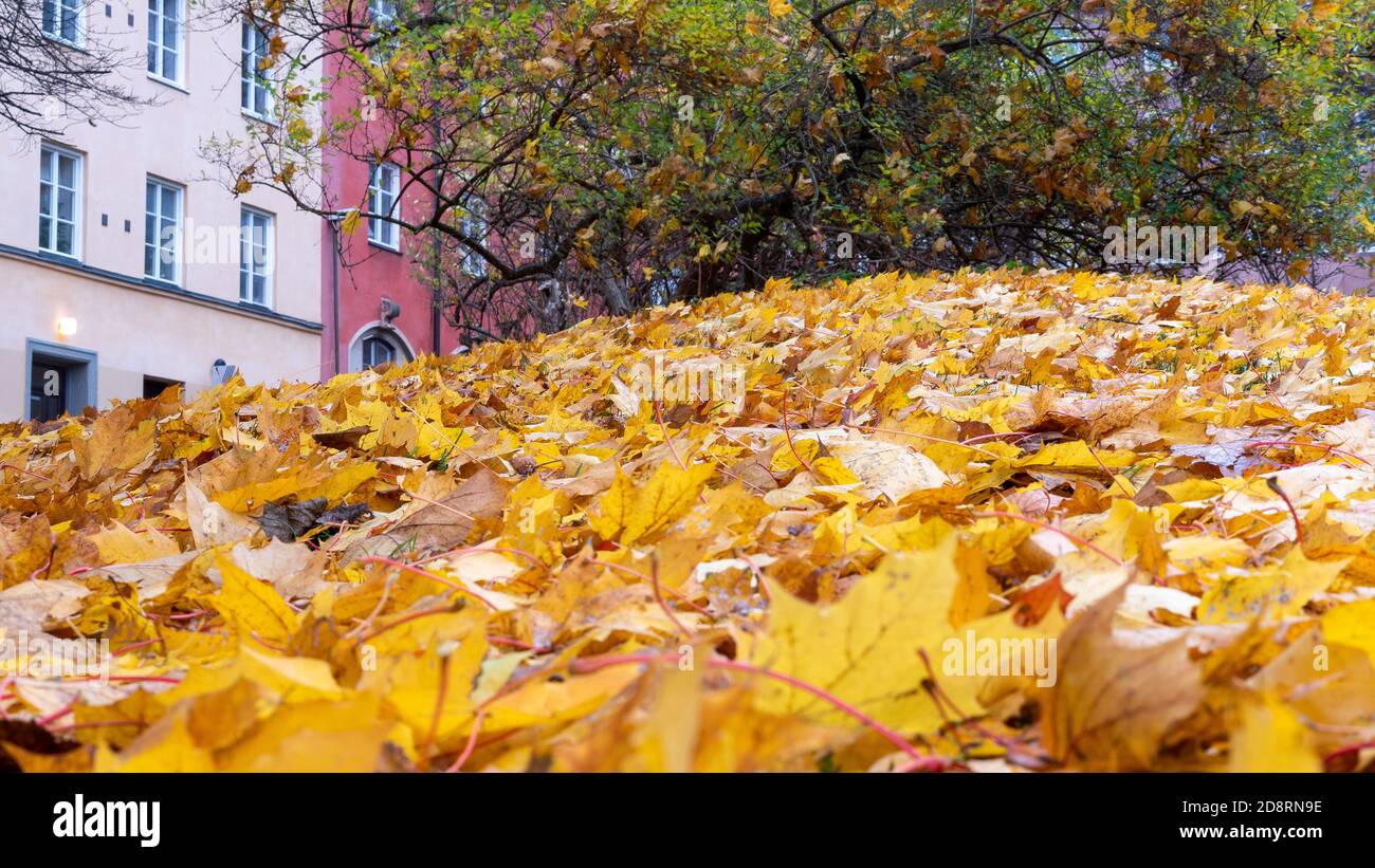 Golden leaf trees blowing in hi-res stock photography and images - Alamy