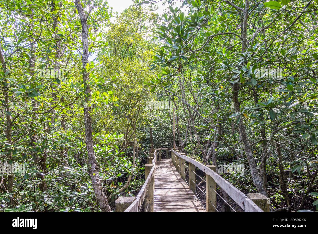 Bohol mangrove forest hi-res stock photography and images - Alamy