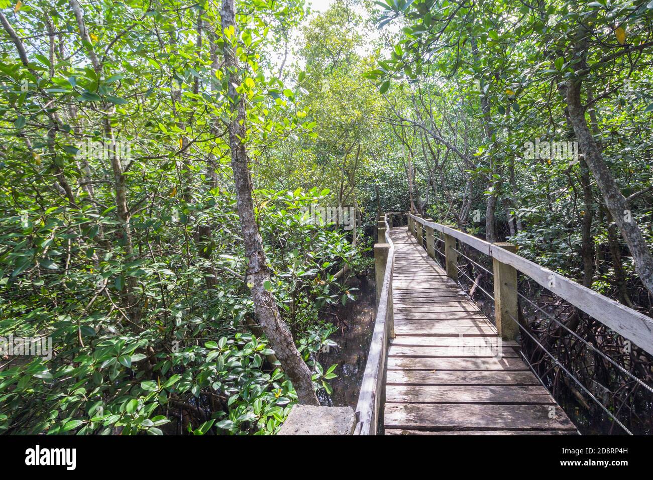 Mangrove forest in Bohol, Philippines Stock Photo - Alamy