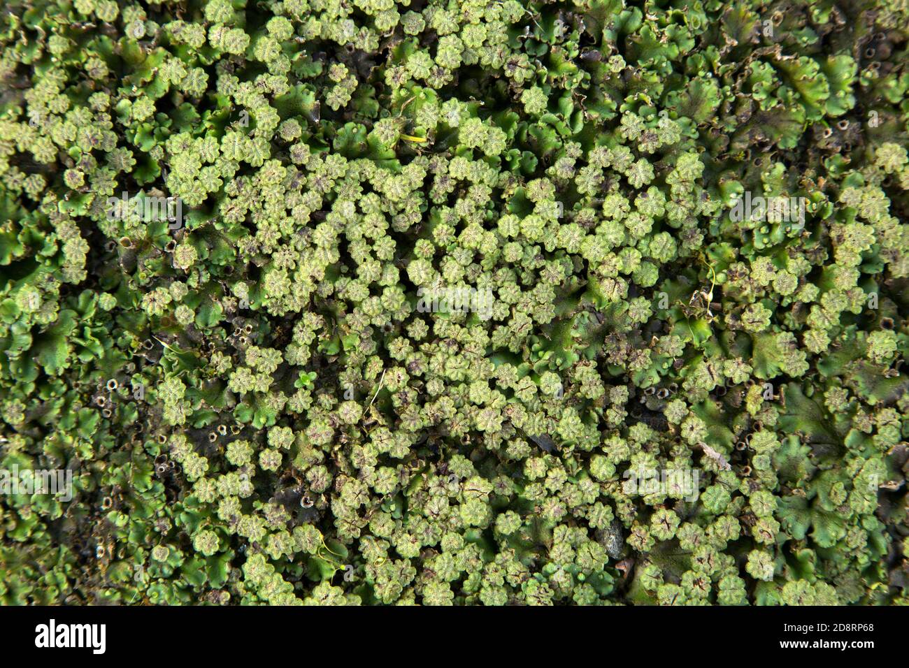 Marchantia polymorpha hi-res stock photography and images - Alamy