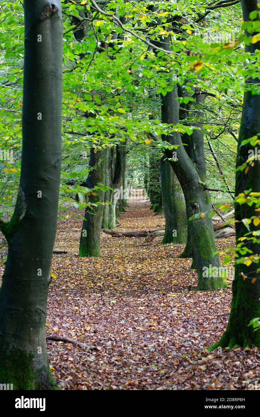 Double row of Beeches (Fagus sylvatica Stock Photo - Alamy
