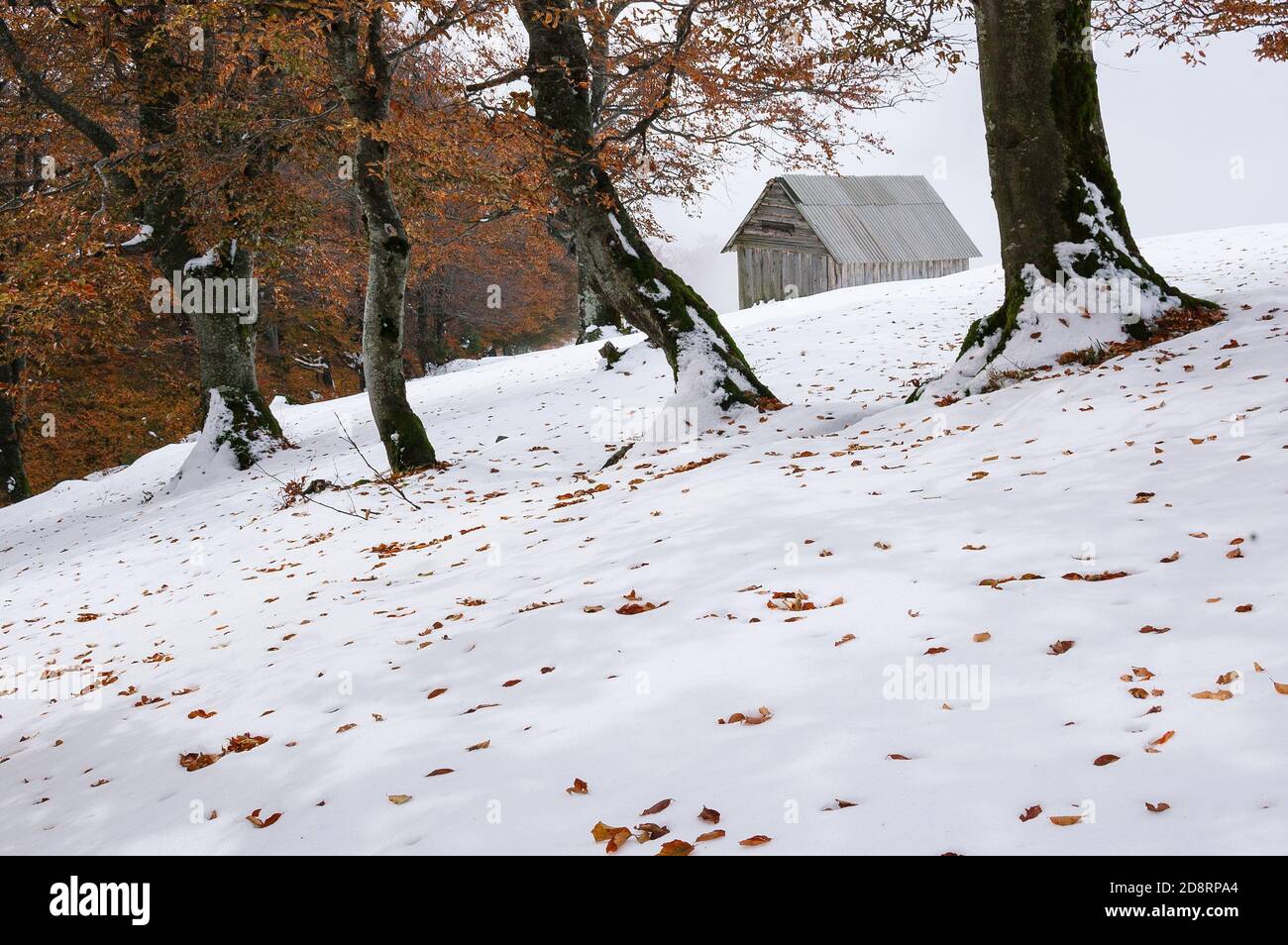 First fall of snow hi-res stock photography and images - Alamy