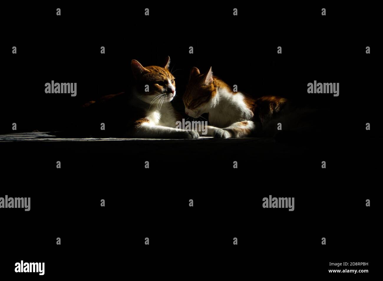 cat under a beam of light in dark concept Stock Photo - Alamy