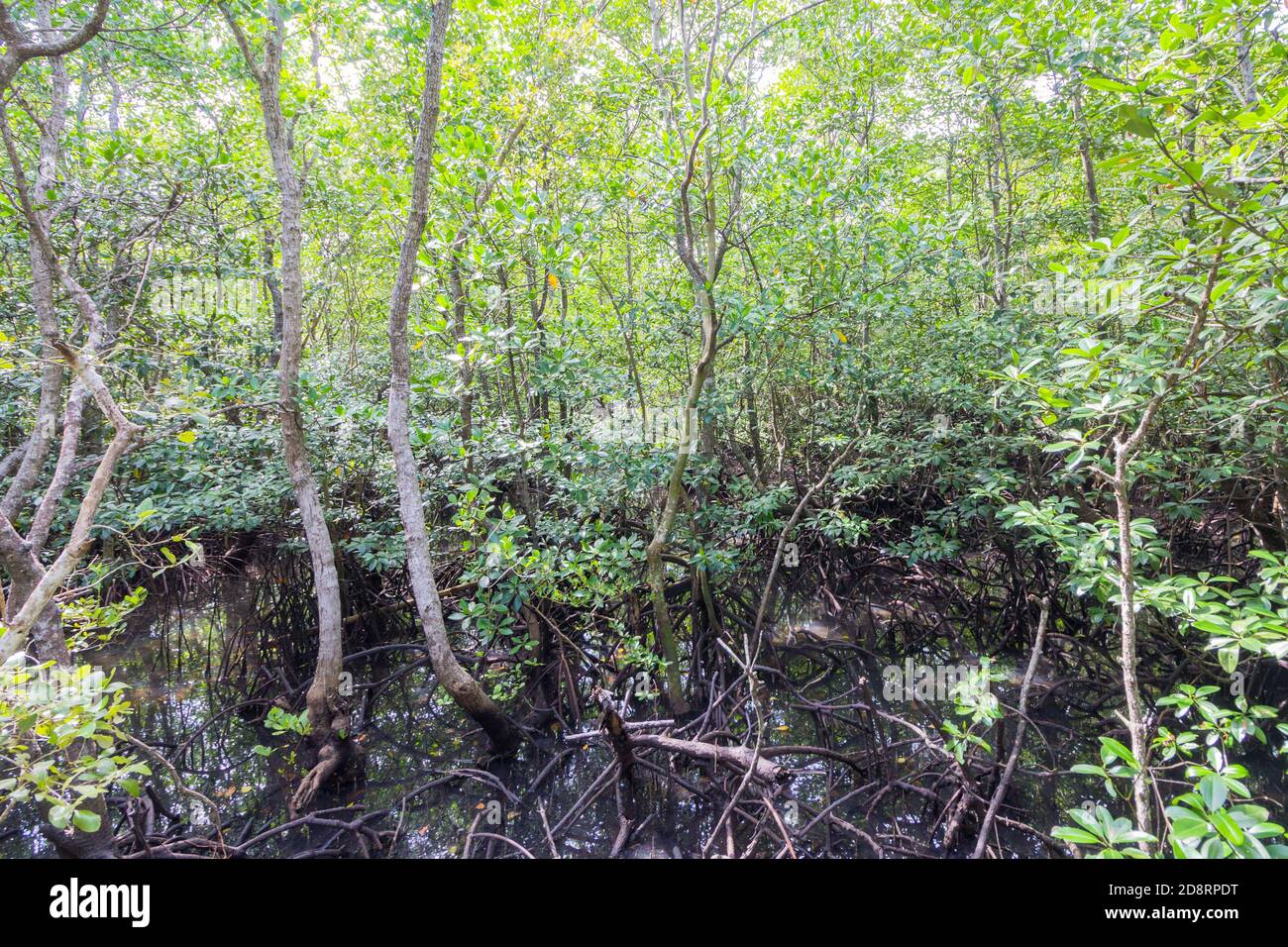 Mangrove forest in Bohol, Philippines Stock Photo - Alamy