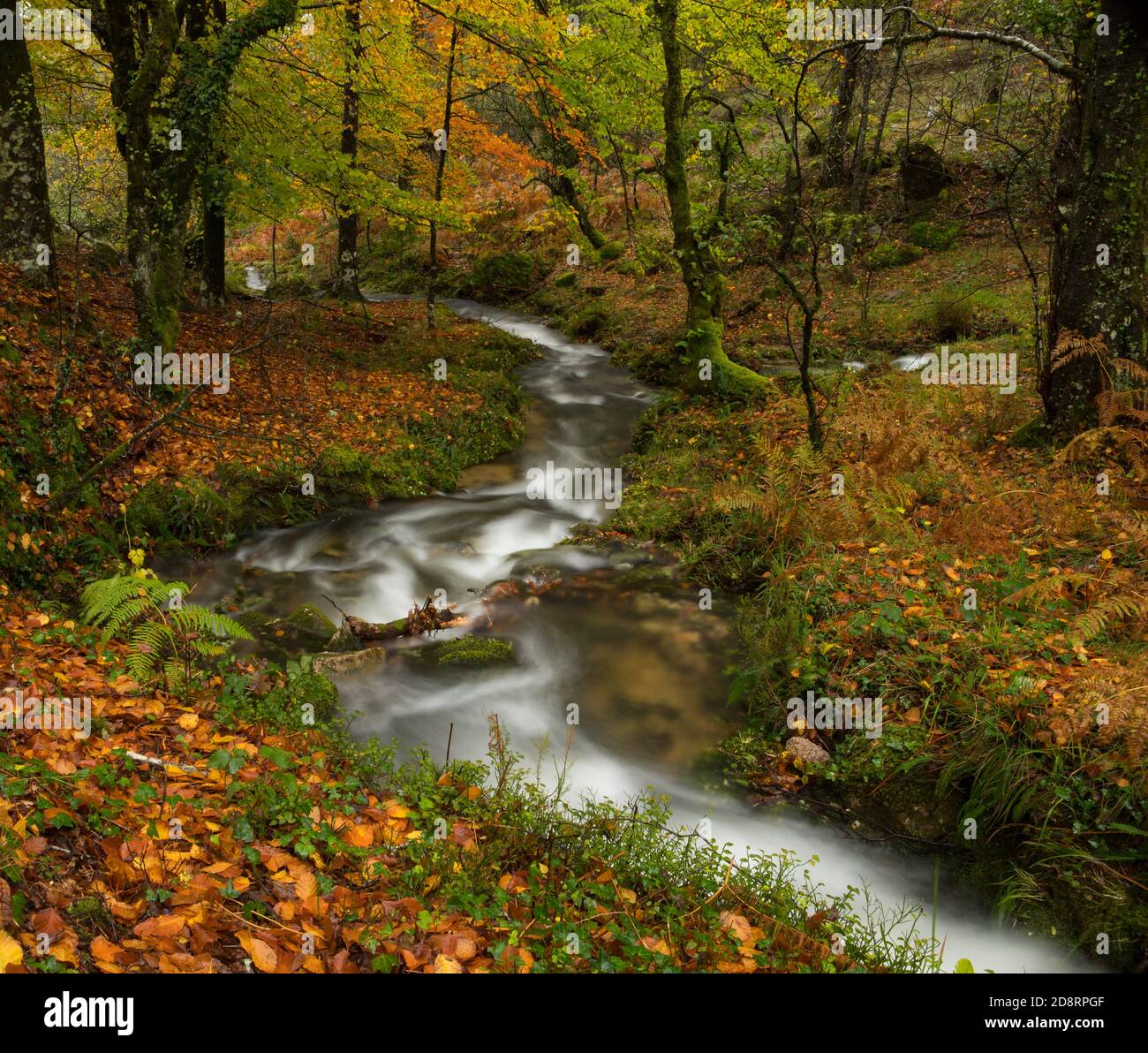 Autumn nature colors on a rainy morning in Peneda Geres National Park ...