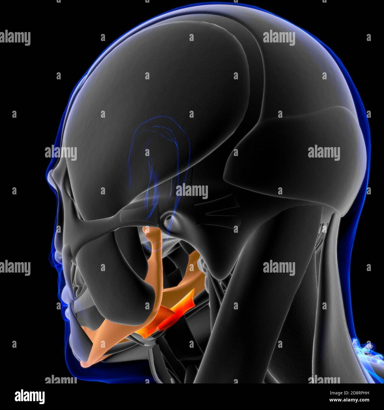 Hyoglossus Muscle Anatomy For Medical Concept 3D Illustration Stock ...