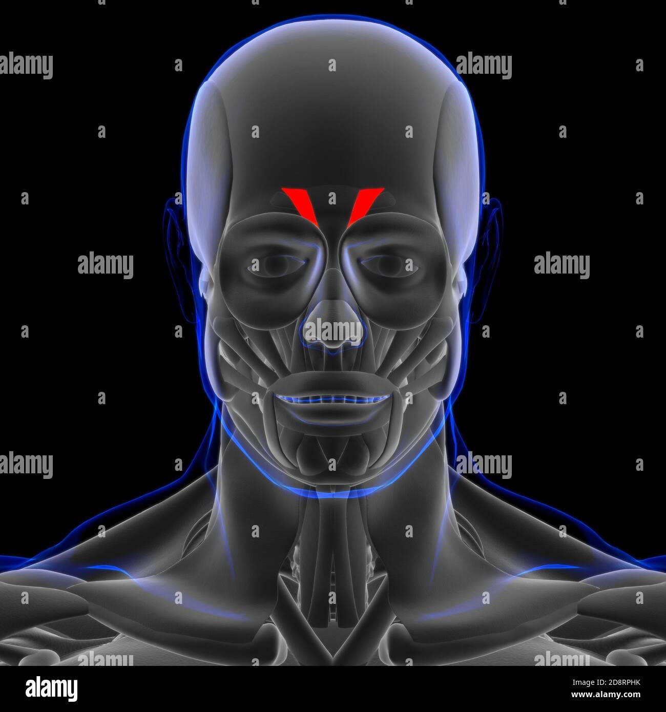 Depressor Supercilii Muscle Anatomy For Medical Concept 3D Illustration ...