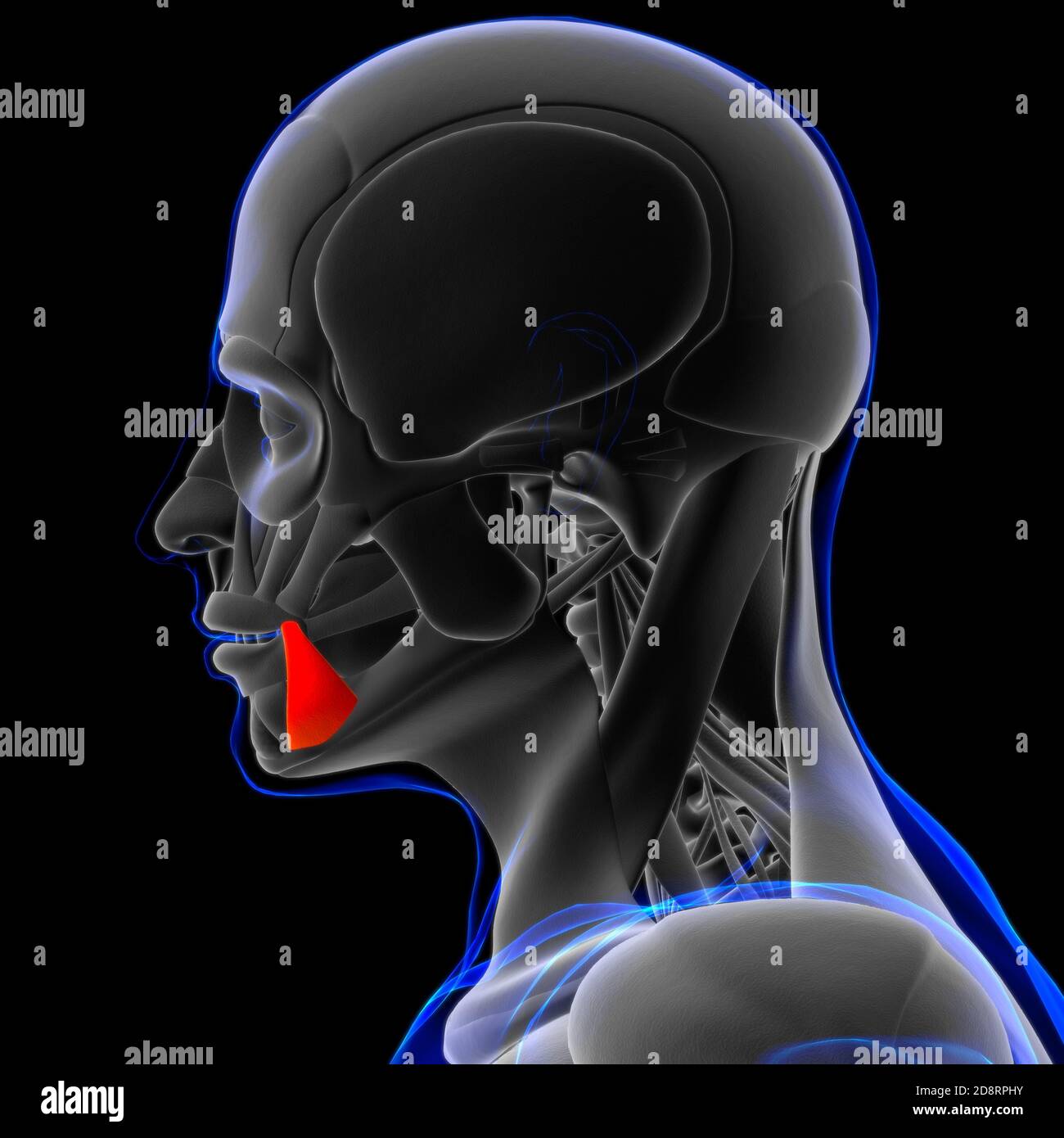 Depressor Anguli Oris Muscle Anatomy For Medical Concept 3D ...