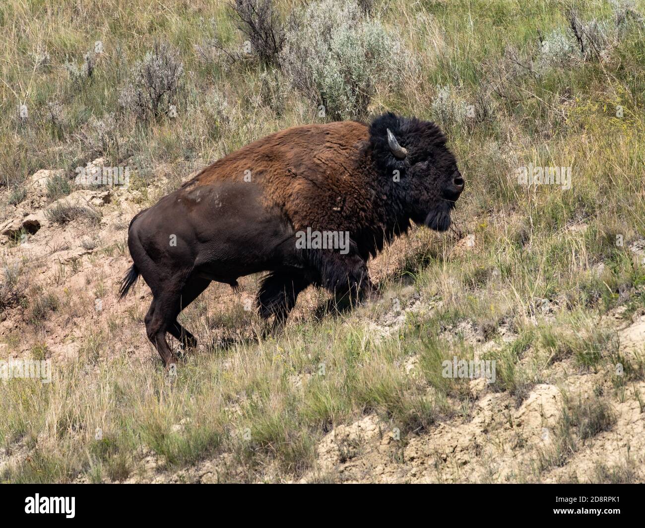 Bison Bull Climbing Up Hill Stock Photo - Alamy