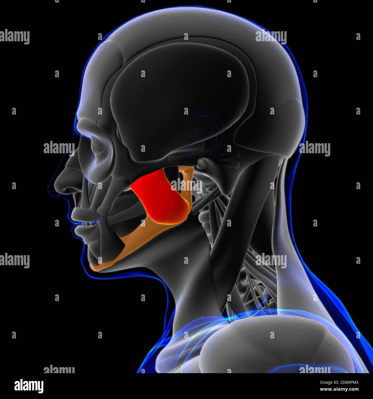 Masseter Superficial Muscle Anatomy For Medical Concept 3D Illustration ...