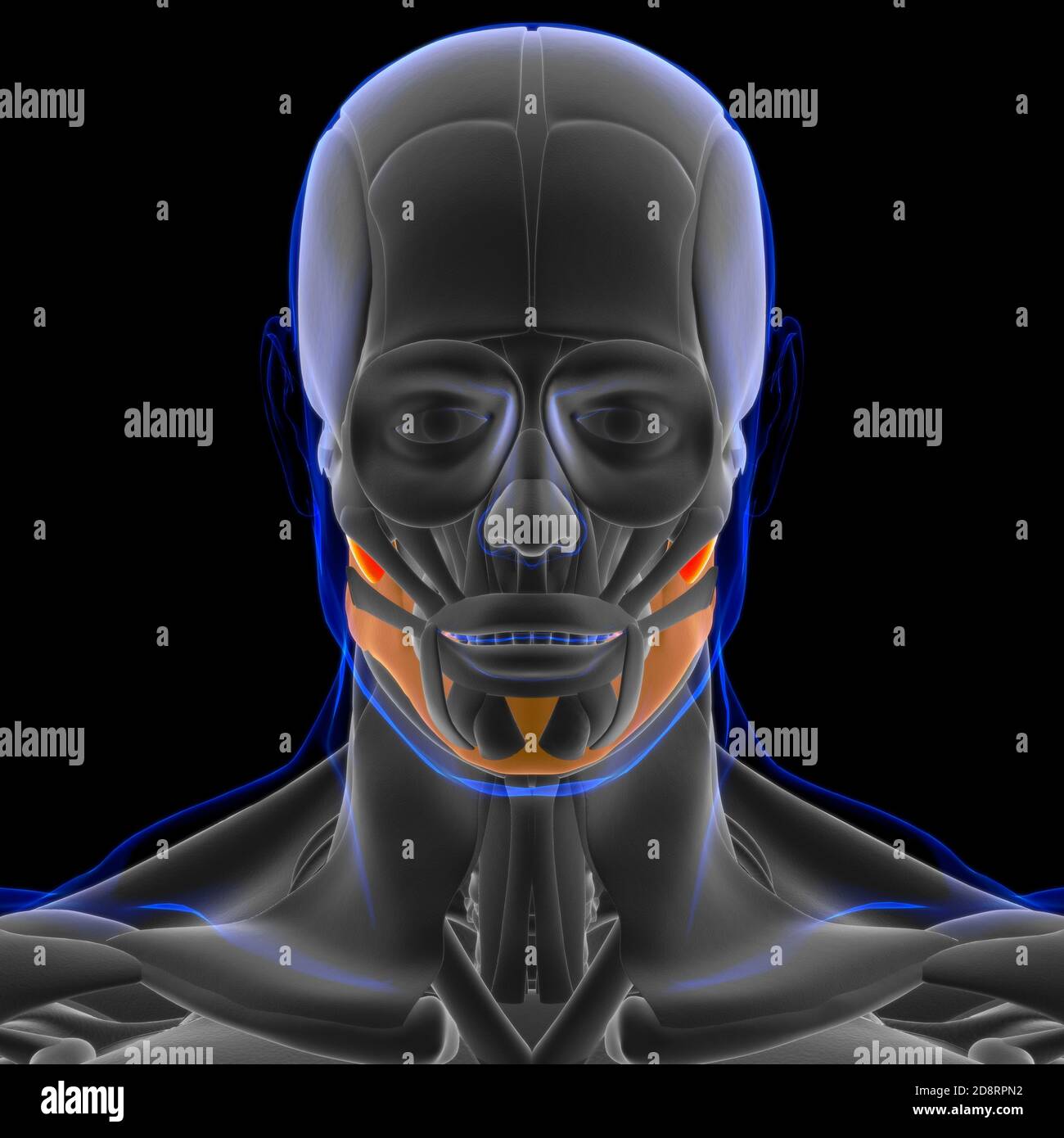 Masseter Deep Muscle Anatomy For Medical Concept 3D Illustration Stock ...