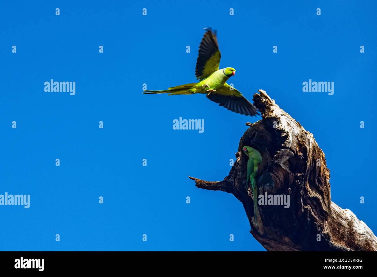 A pair of rose ringed parakeets (Psittacula krameri), one of them ...