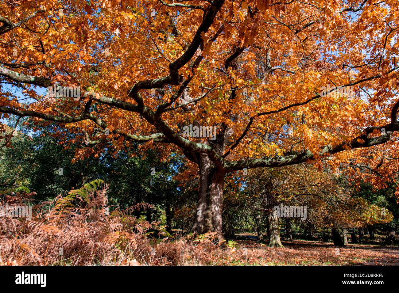 An ancient tree in full autumn colours Stock Photo - Alamy