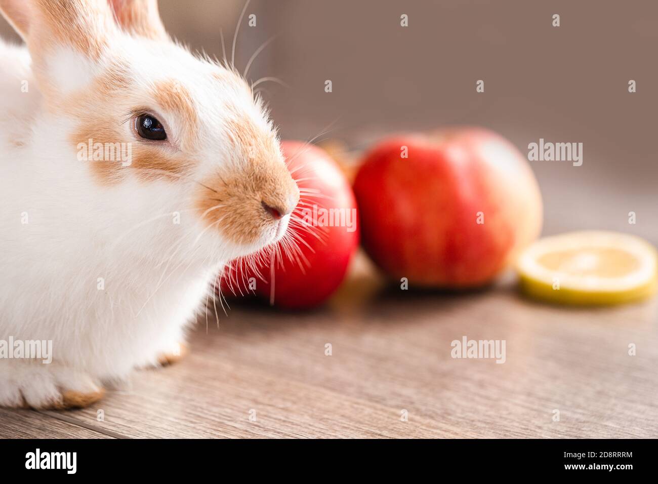 bunny rabbit portrait looking forward to viewer Stock Photo - Alamy