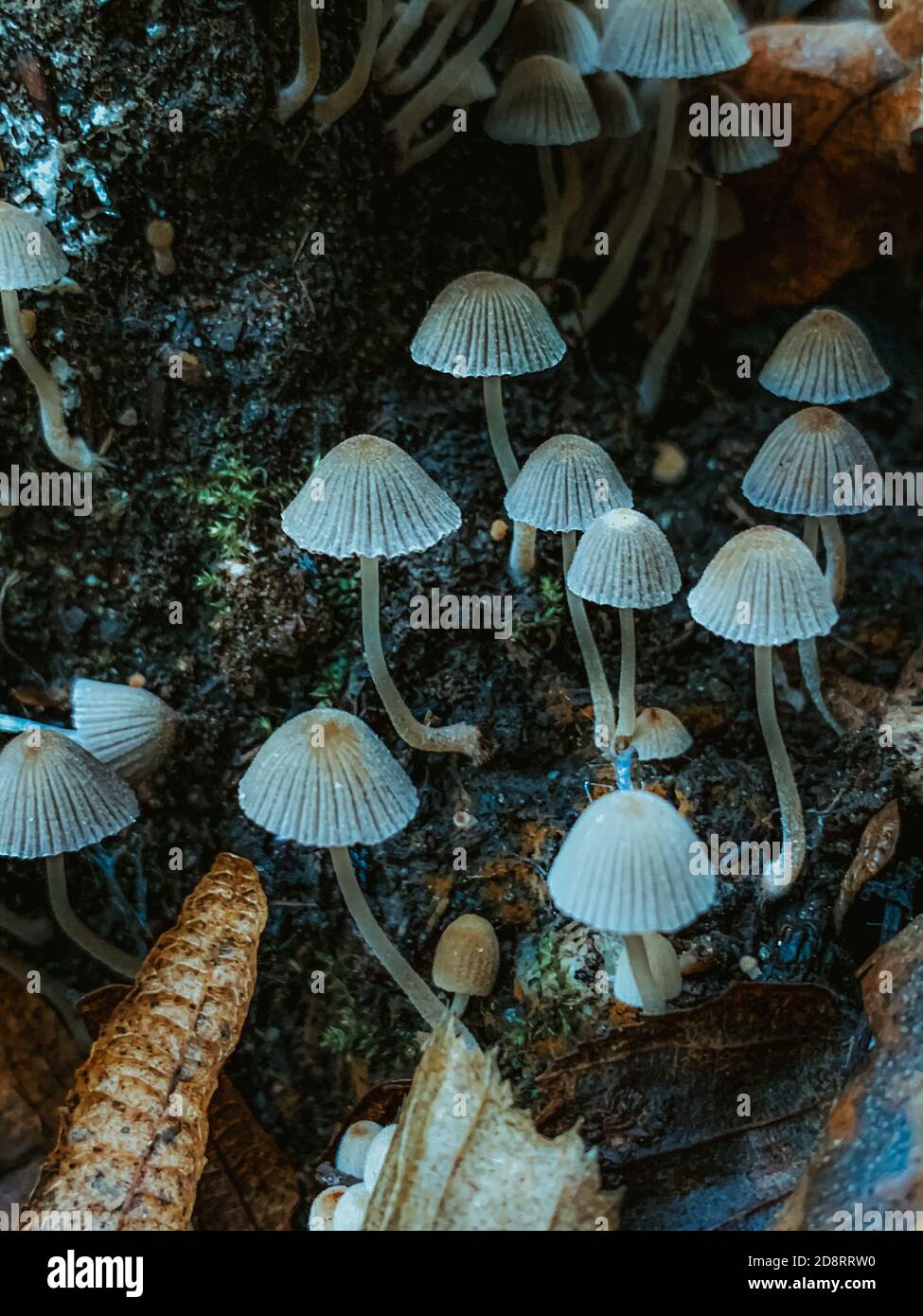 Vertical closeup shot of small thin fungi on the forest floor Stock ...