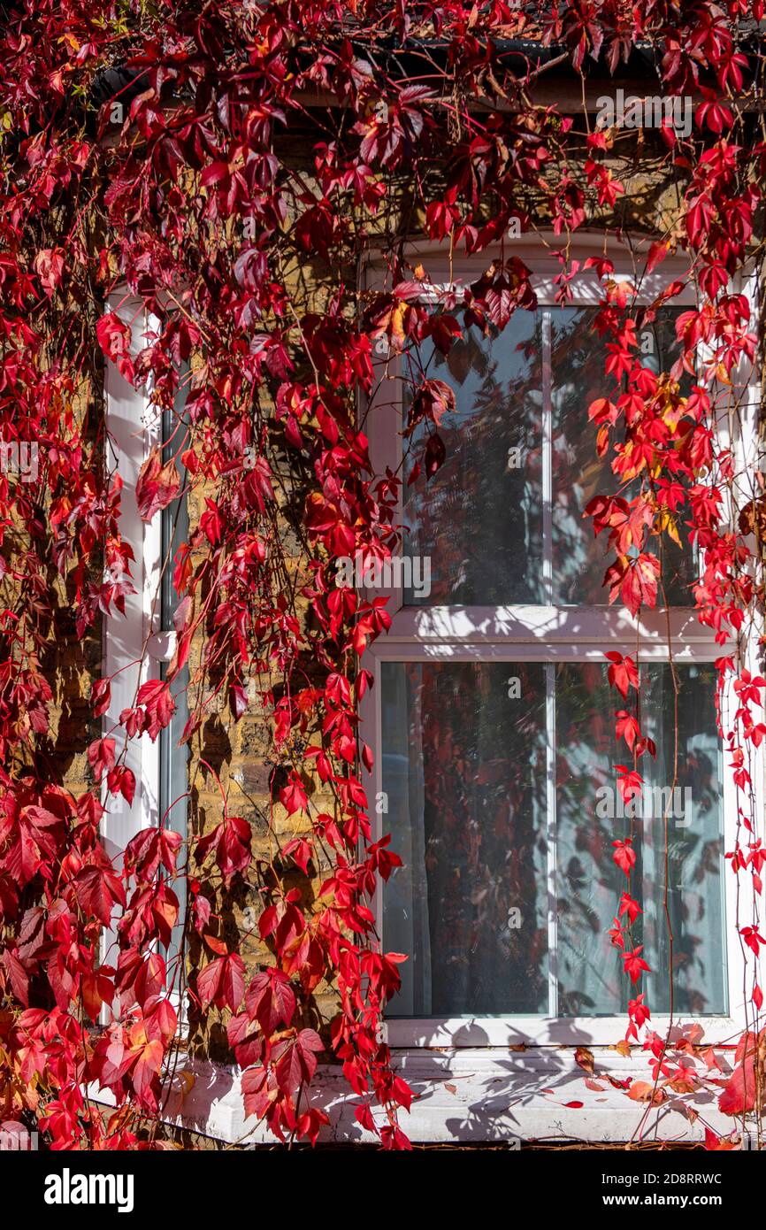 Ivy leaves covering a house hi-res stock photography and images - Alamy