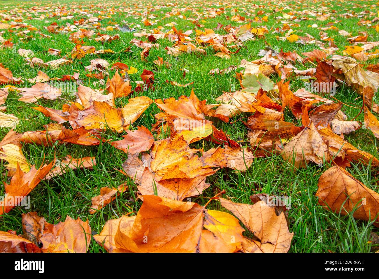 An ancient tree in full autumn colours Stock Photo - Alamy