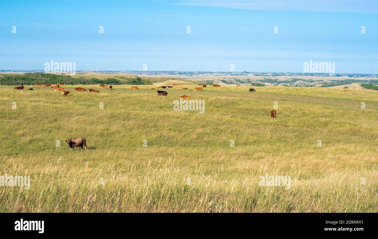 Cattle Grazing in Western North Dakota Stock Photo - Alamy