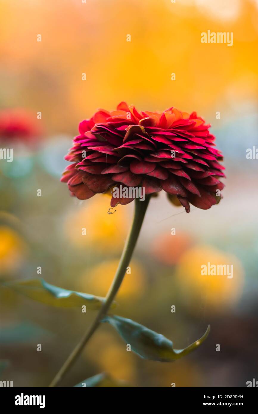 Atmospheric photo of a red flower from below in warm colors macro on ...
