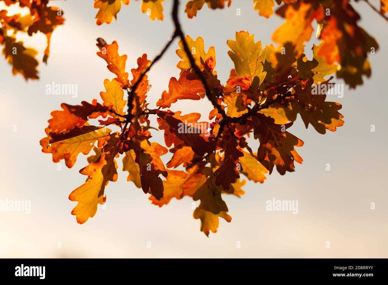 Leaves oak hi-res stock photography and images - Alamy