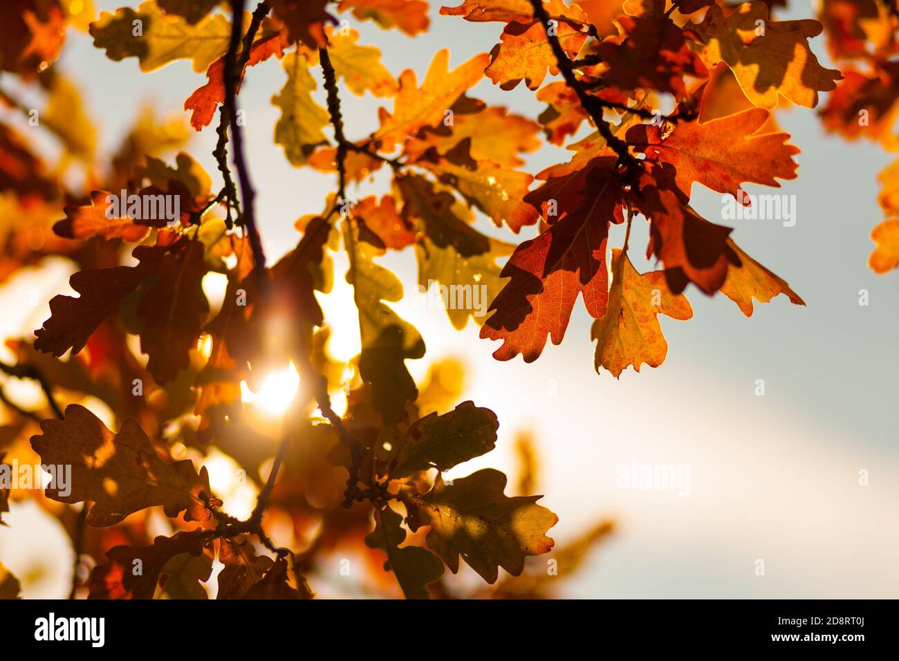 Sun in leaves hi-res stock photography and images - Alamy