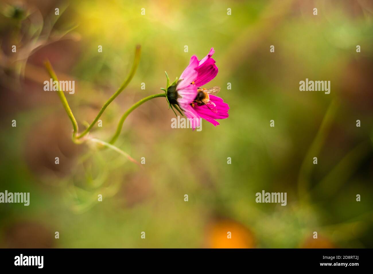Botanical garden below hi-res stock photography and images - Alamy
