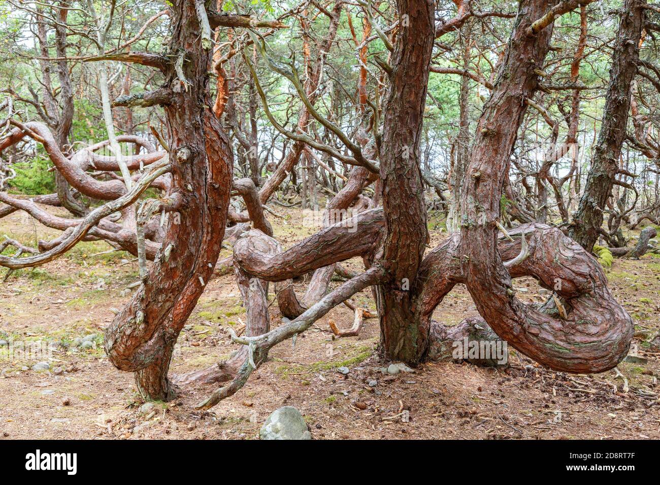 Windswept pine trees in a old forest Stock Photo - Alamy